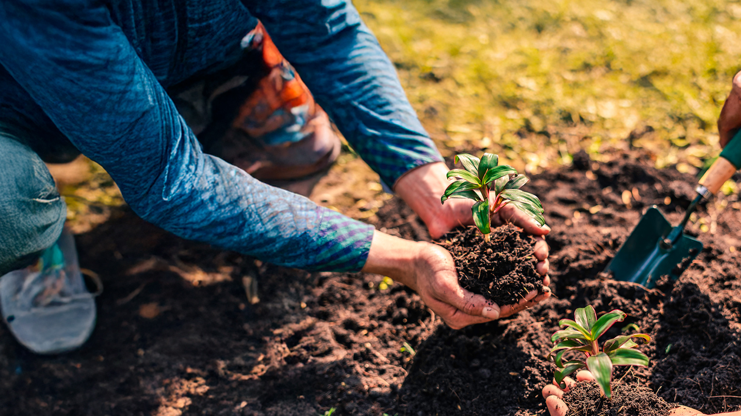 Rubicon Carbon and Ecobase Announce Offtake Agreement for First-Ever European Afforestation ...